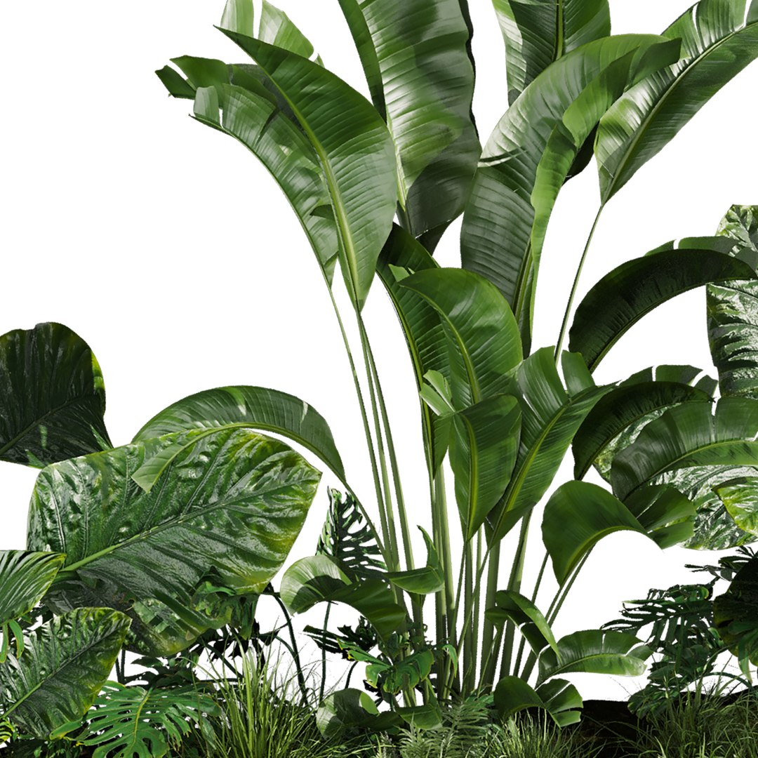 Plant Vol 826 - Banana - Monstera - Grass - Garden 3D Model ...
