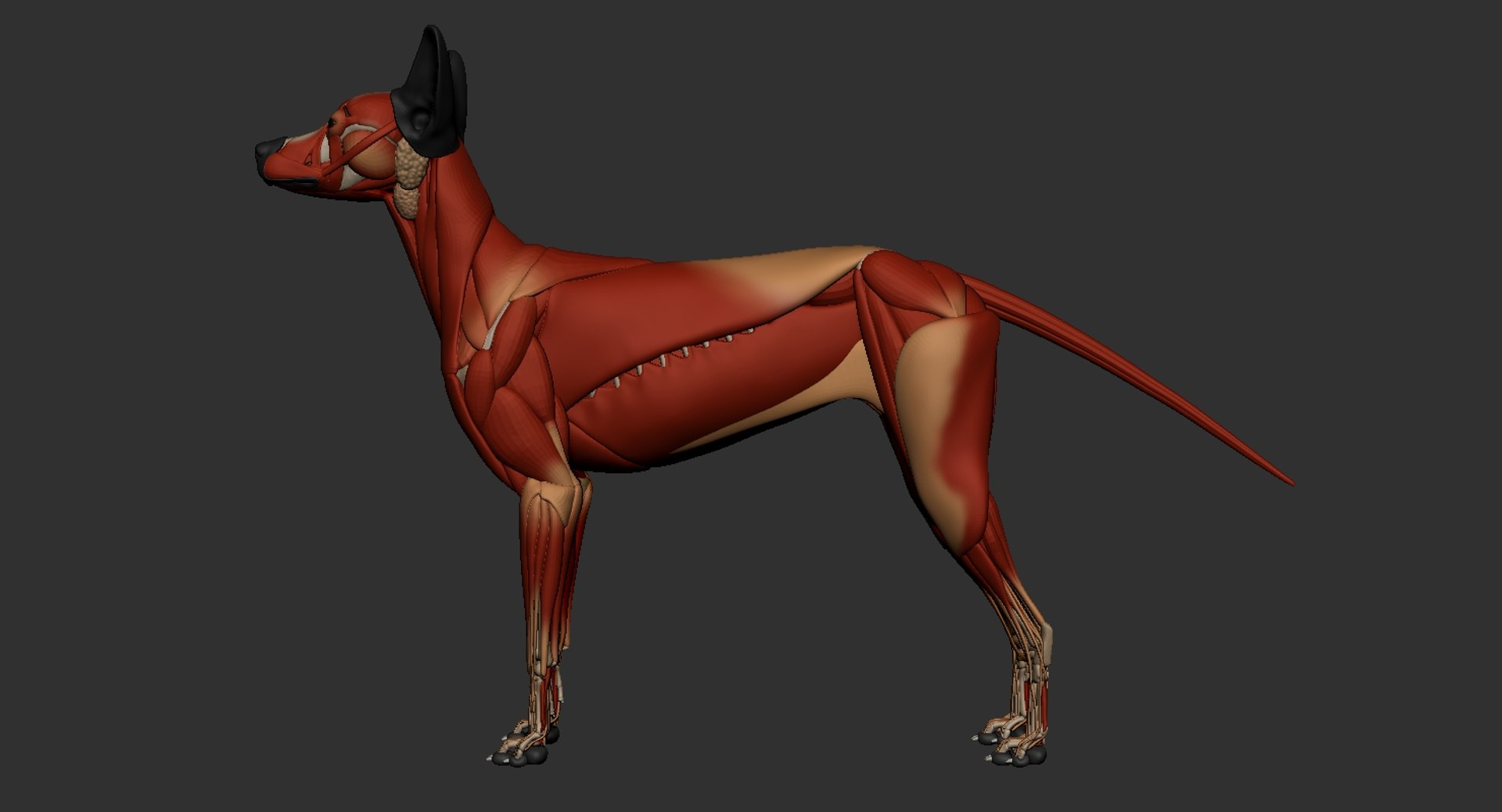 Dog muscle skeleton anatomy model - TurboSquid 1505413