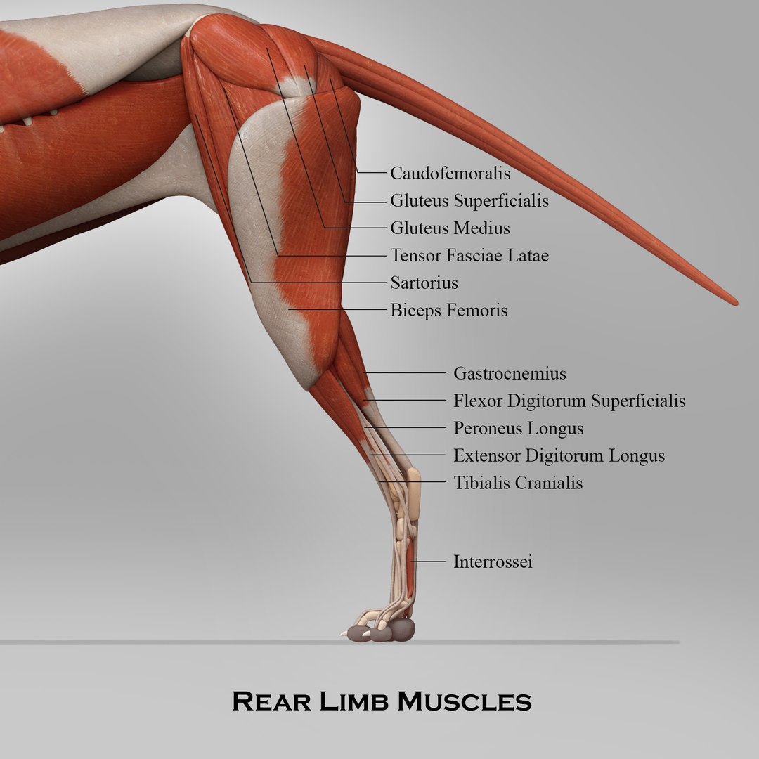 Dog muscle skeleton anatomy model - TurboSquid 1505413