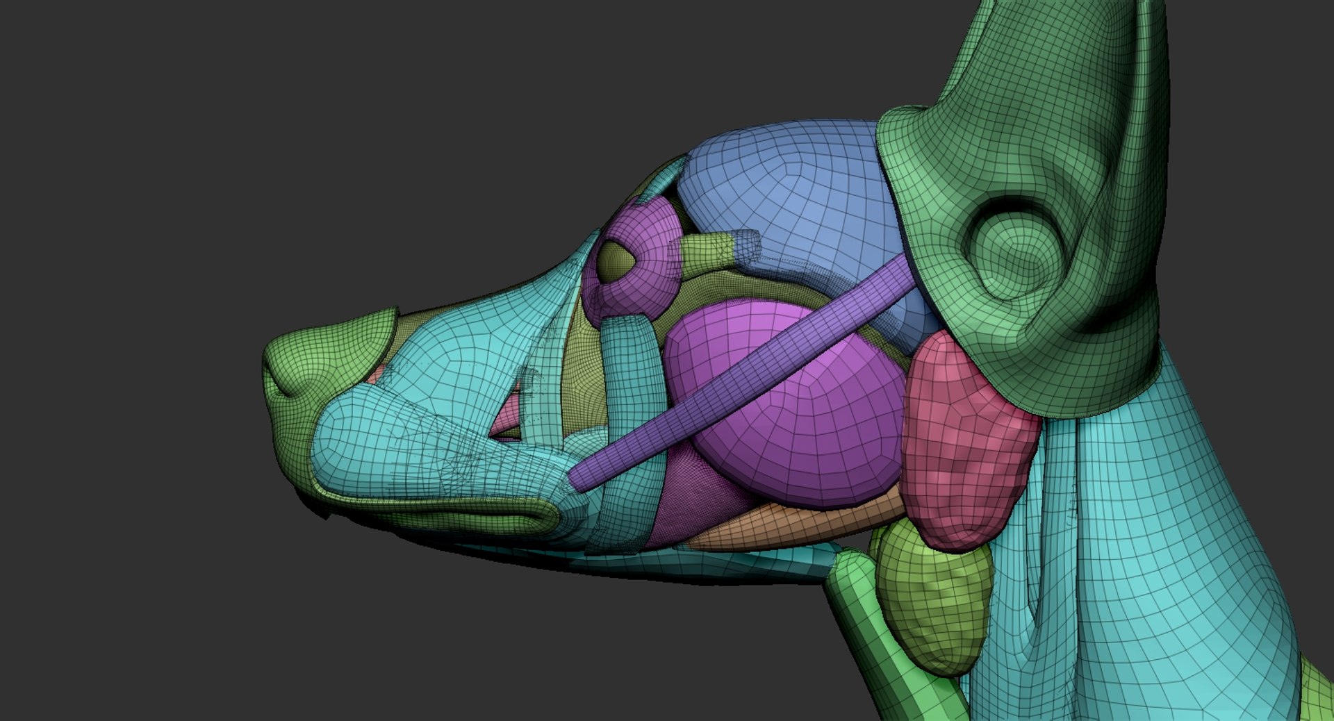Dog muscle skeleton anatomy model - TurboSquid 1505413