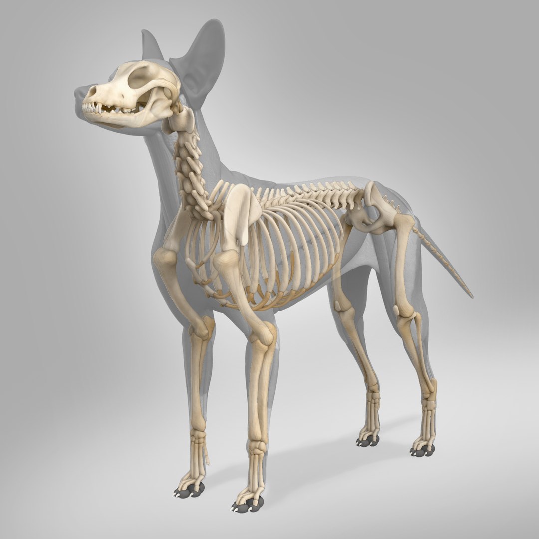Dog muscle skeleton anatomy model - TurboSquid 1505413