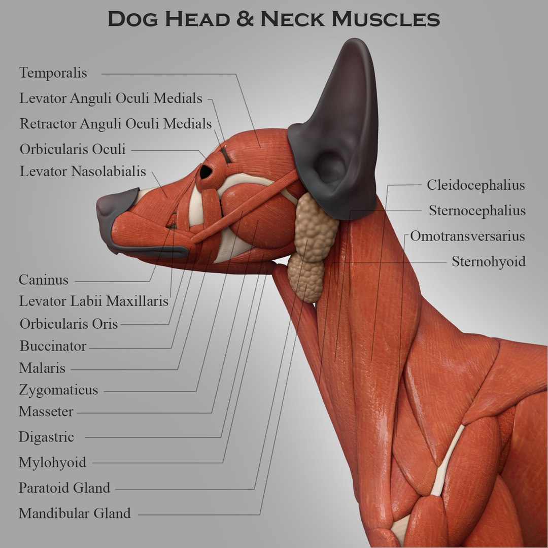 Dog Muscle Skeleton Anatomy Model - TurboSquid 1505413