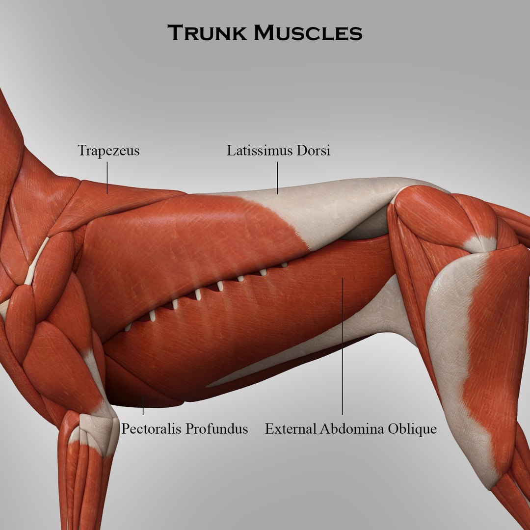 Dog muscle skeleton anatomy model - TurboSquid 1505413