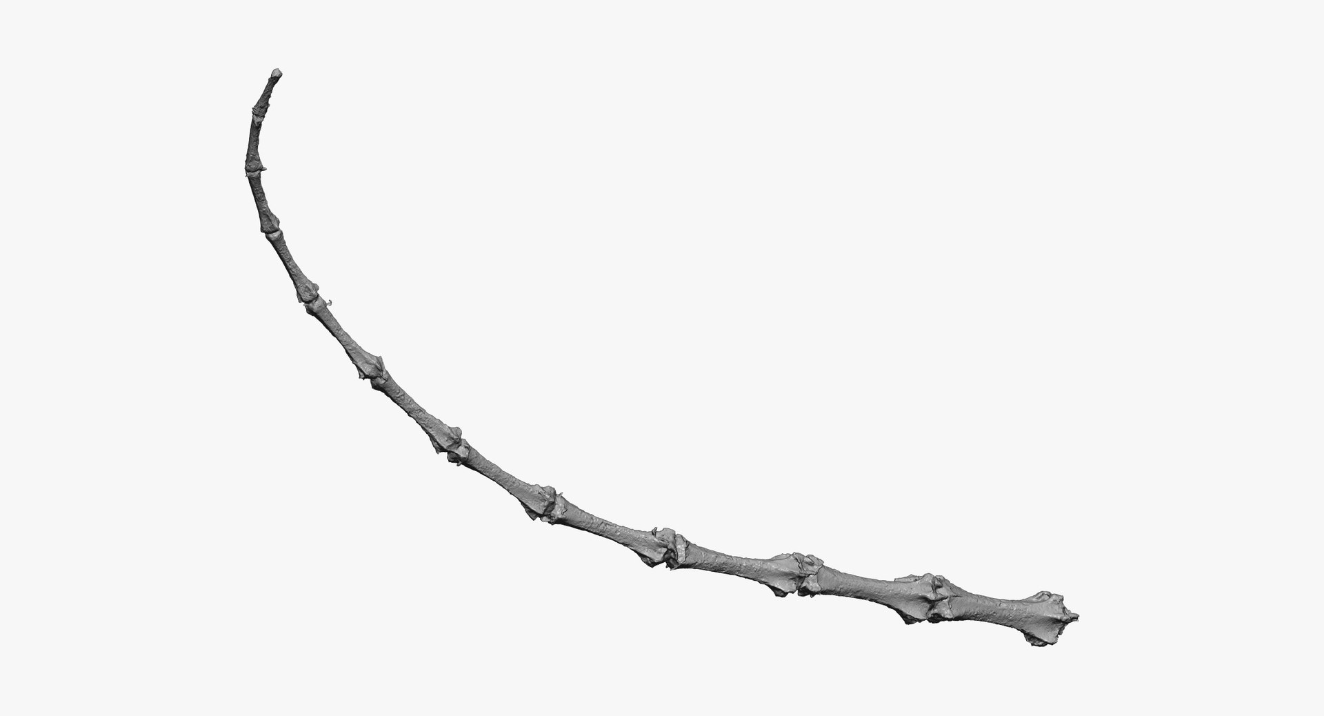 Domestic Cat Caudal Vertebrae 3D - TurboSquid 1573587