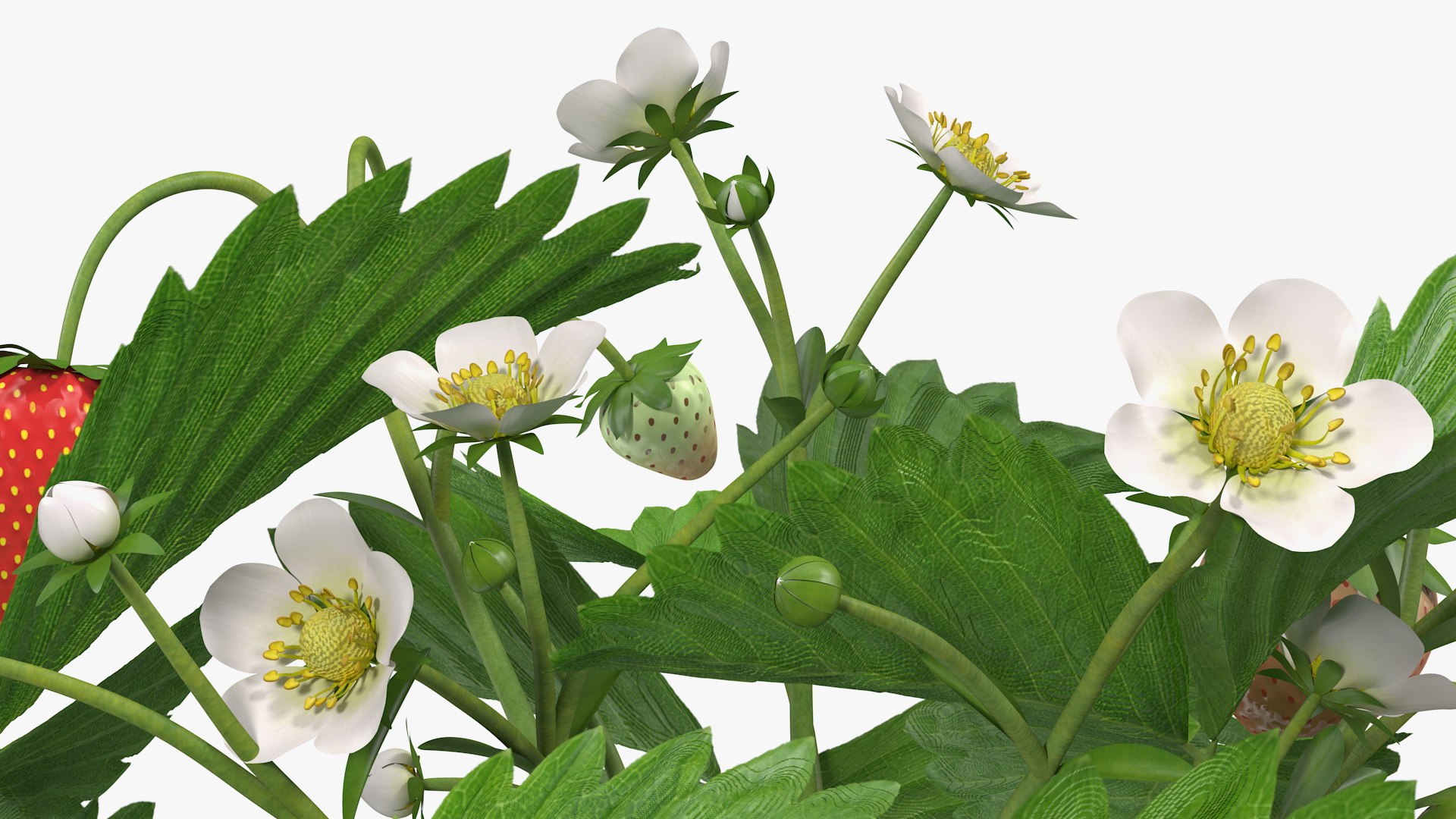 Garden strawberry plant fruits 3D model - TurboSquid 1623341