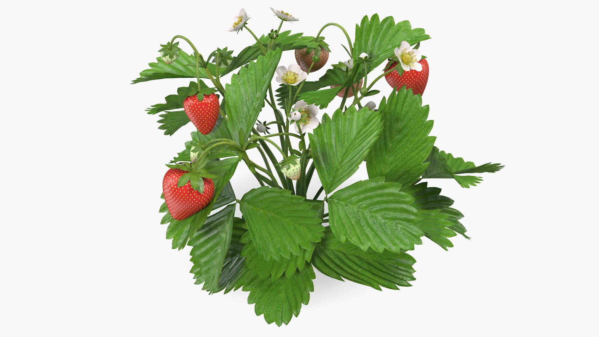 Garden strawberry plant fruits 3D model - TurboSquid 1623341
