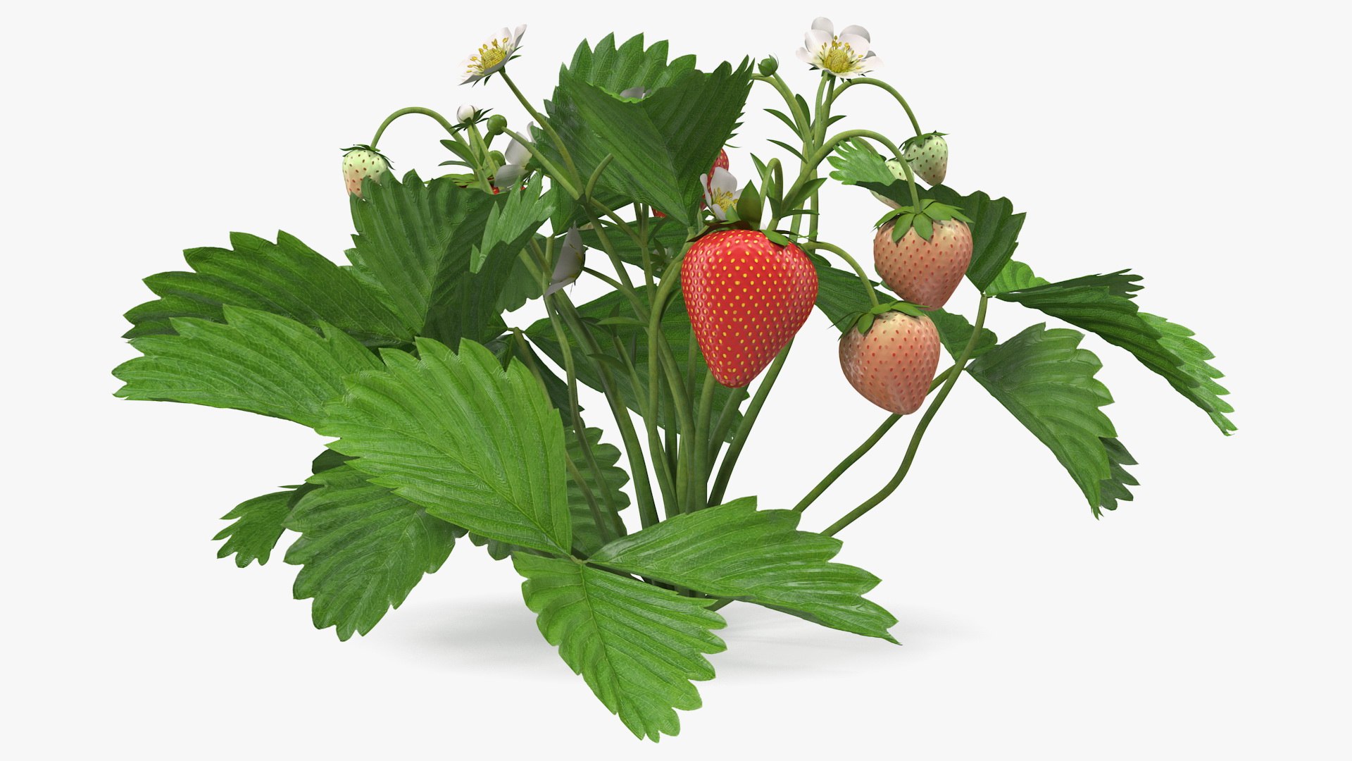 Garden strawberry plant fruits 3D model - TurboSquid 1623341