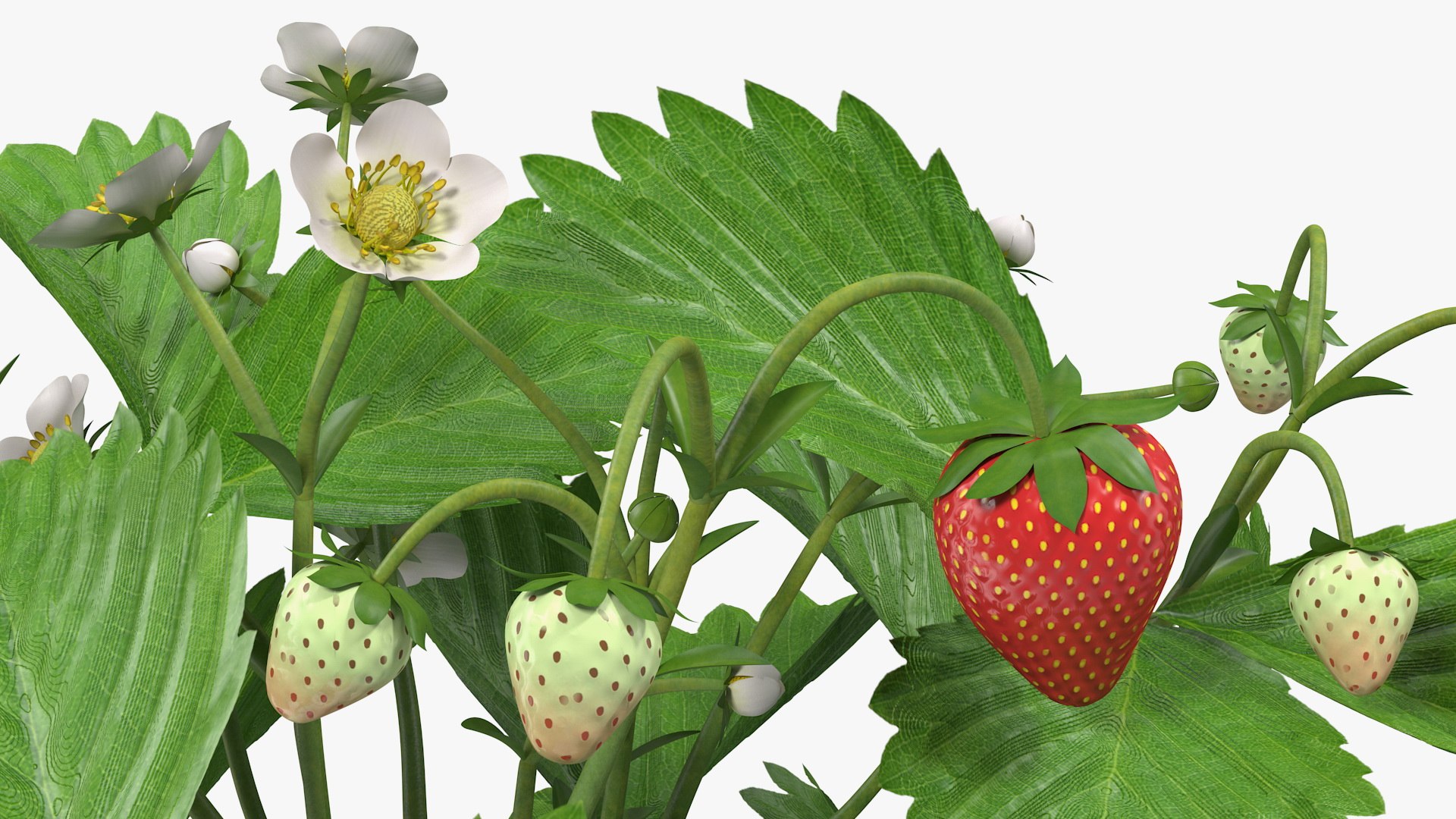 Garden strawberry plant fruits 3D model - TurboSquid 1623341