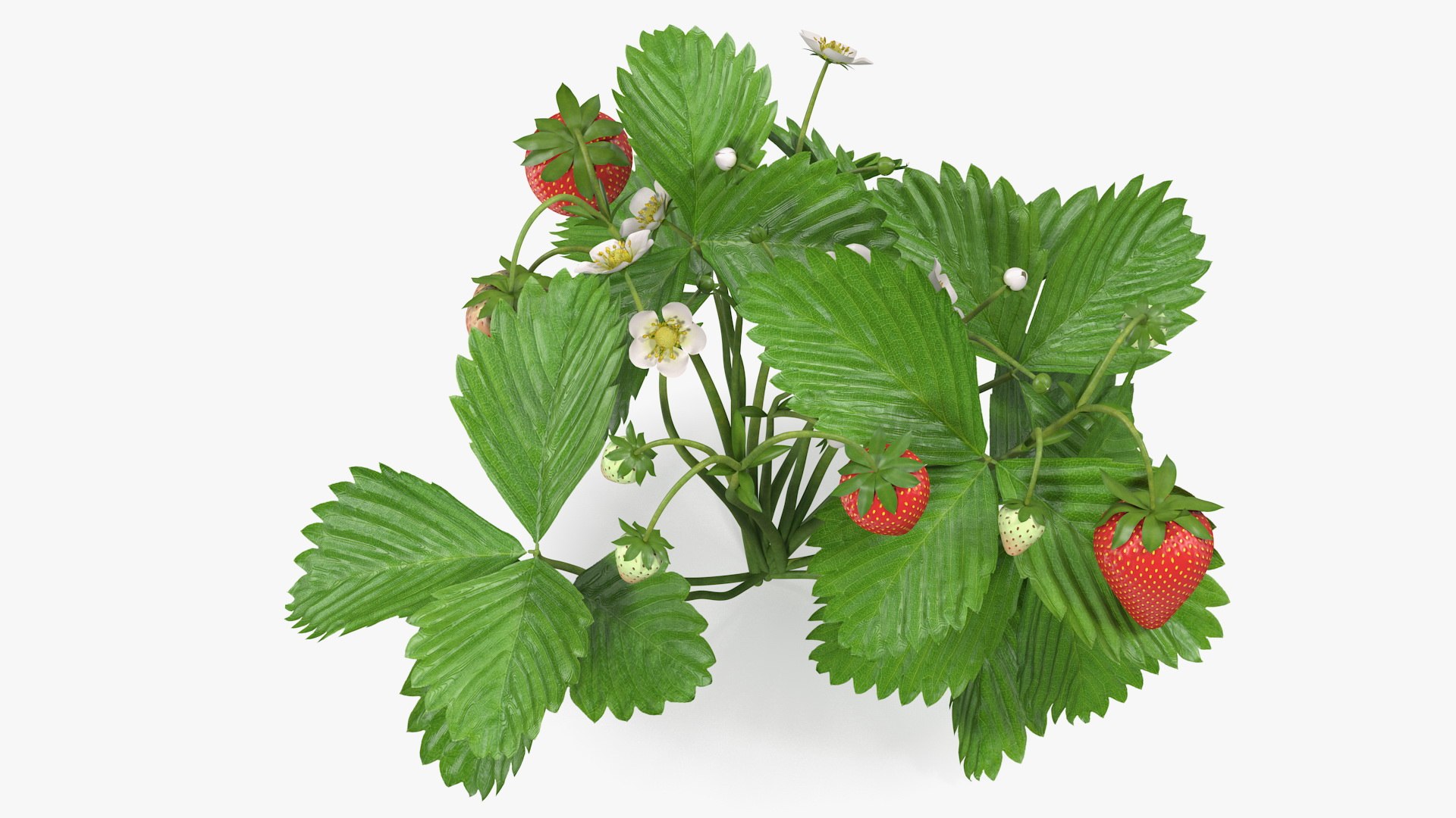 Garden strawberry plant fruits 3D model - TurboSquid 1623341