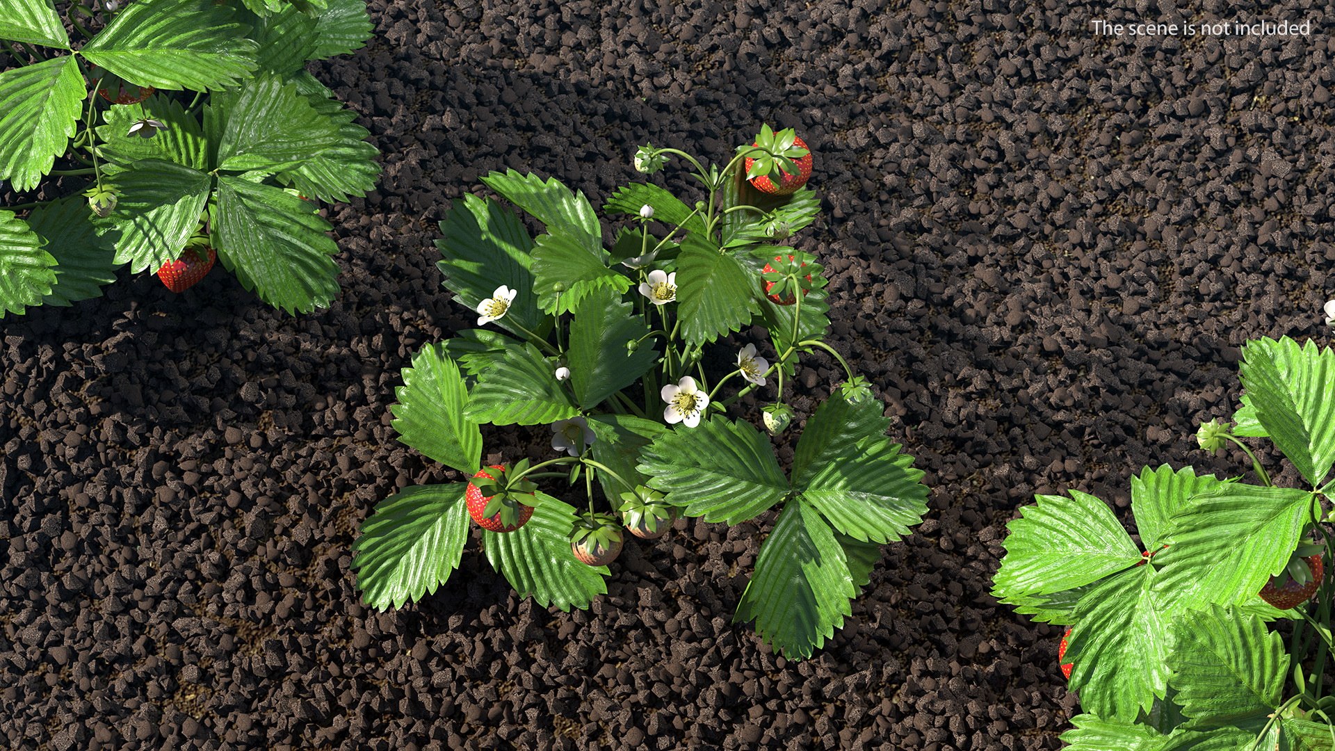 Garden strawberry plant fruits 3D model - TurboSquid 1623341