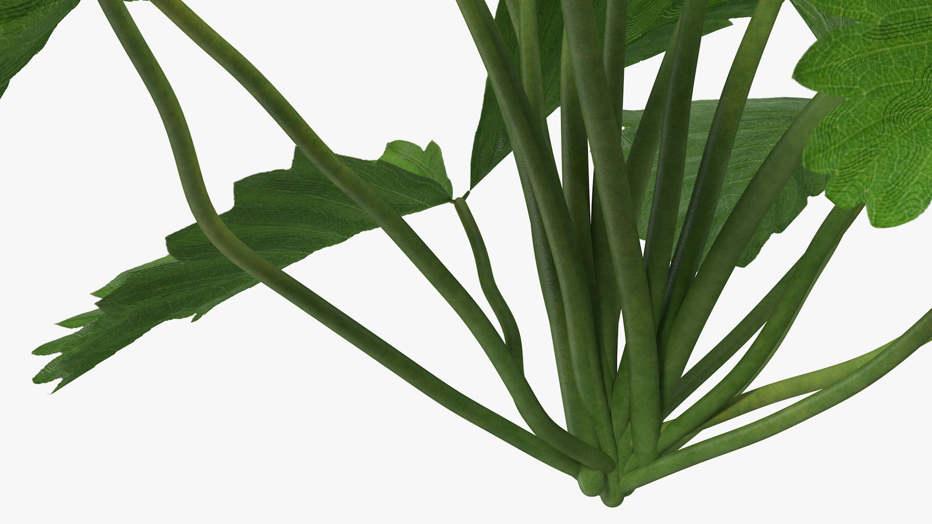 Garden strawberry plant fruits 3D model - TurboSquid 1623341