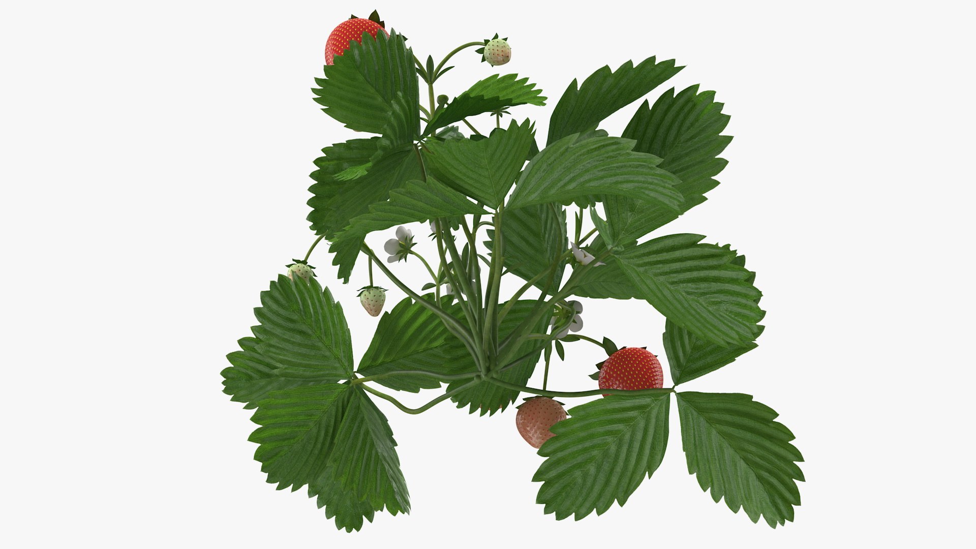 Garden strawberry plant fruits 3D model - TurboSquid 1623341