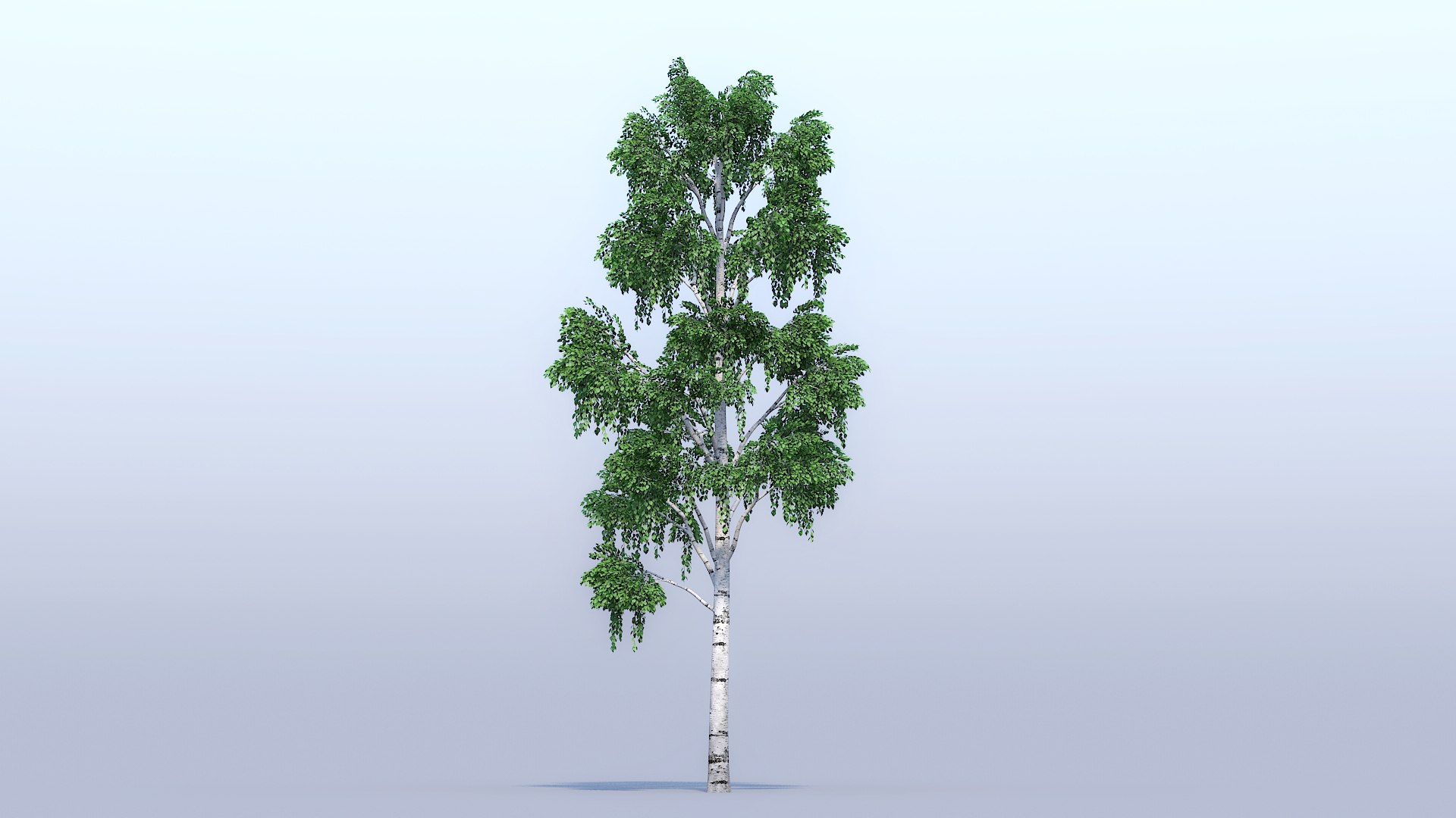 Birch Tree 02 Model - TurboSquid 1982837