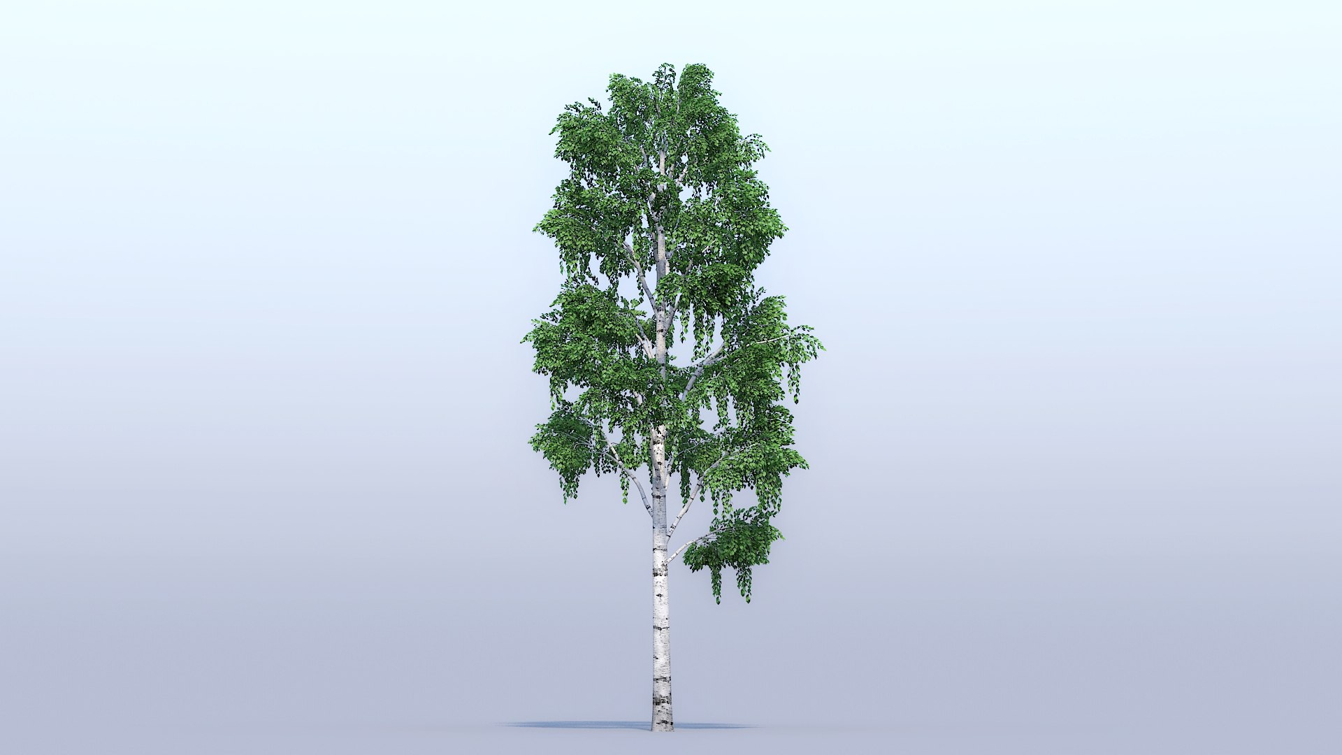 Birch Tree 02 Model - TurboSquid 1982837