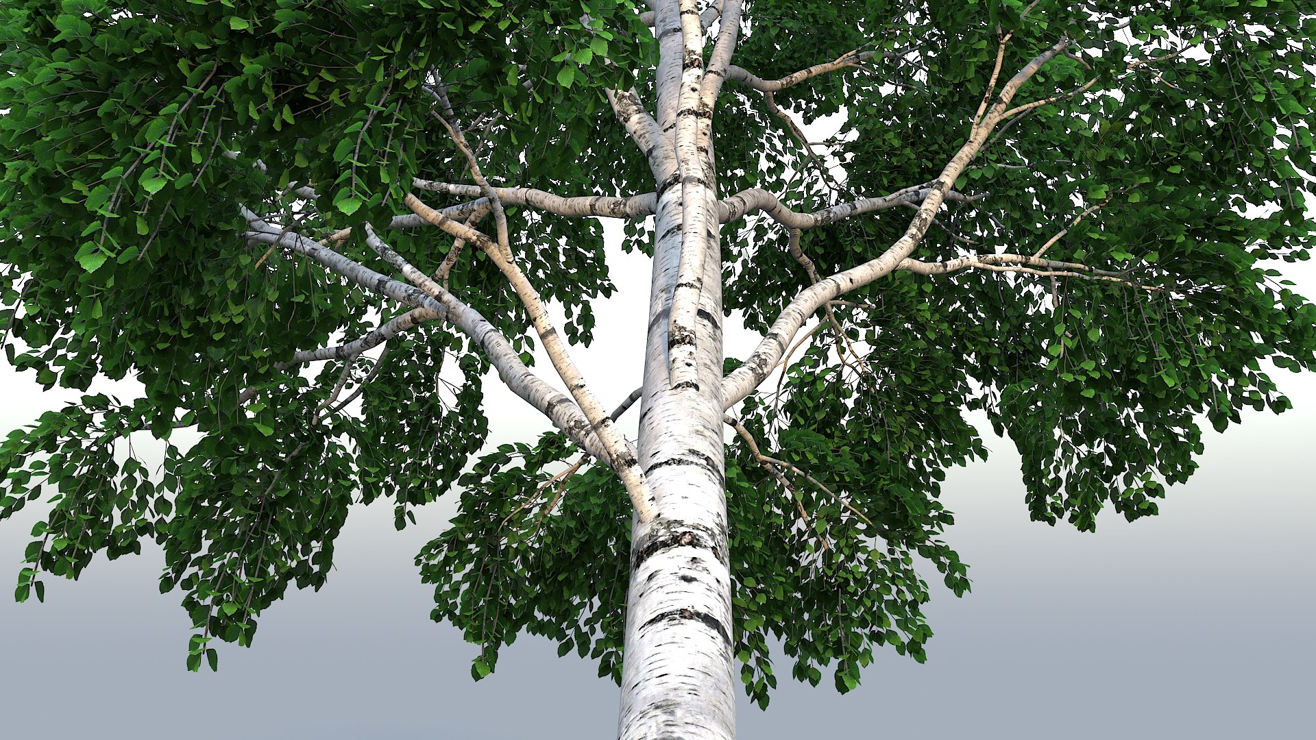 Birch Tree 02 Model - TurboSquid 1982837