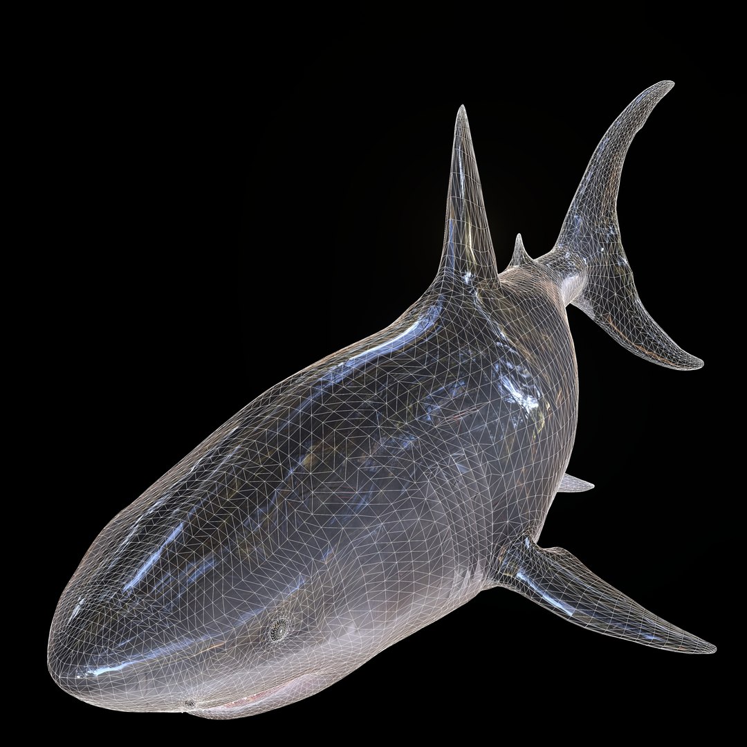 SHARK ANIMATED FISH 3D Model - TurboSquid 2381437