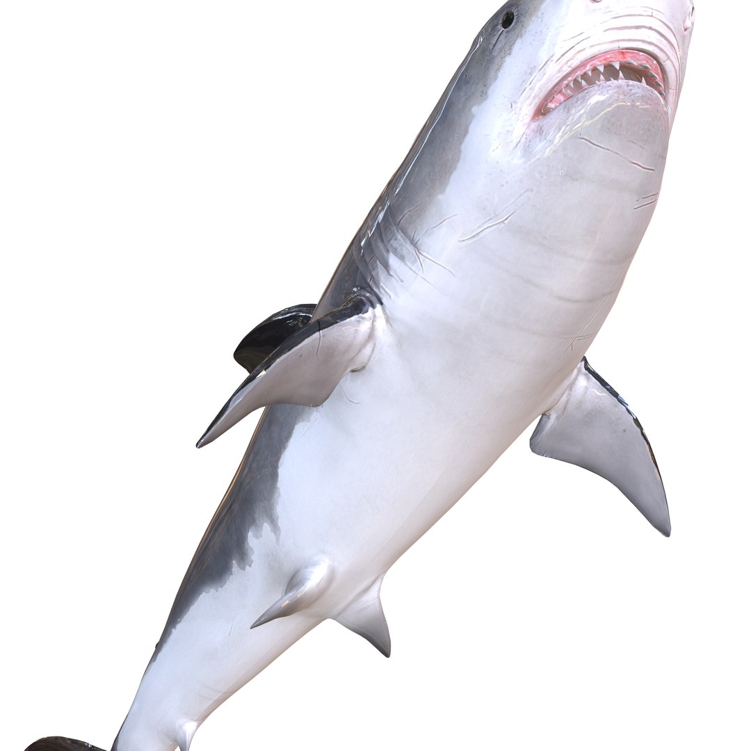 SHARK ANIMATED FISH 3D Model - TurboSquid 2381437
