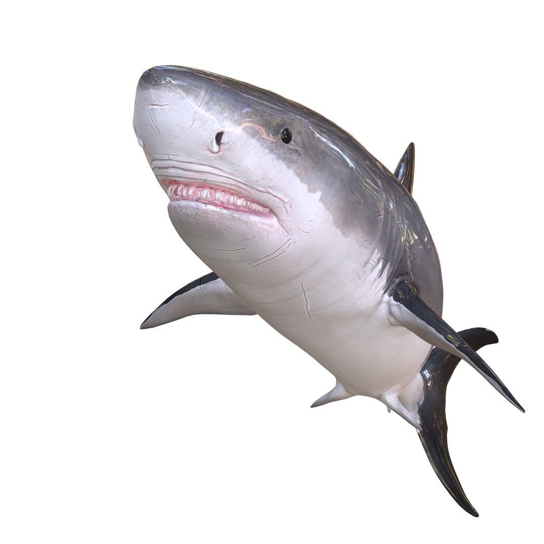 SHARK ANIMATED FISH 3D Model - TurboSquid 2381437