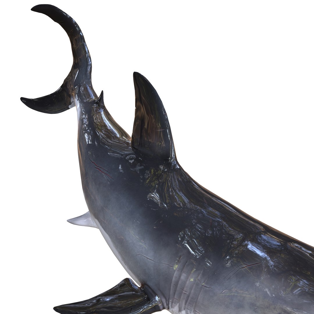 SHARK ANIMATED FISH 3D Model - TurboSquid 2381437