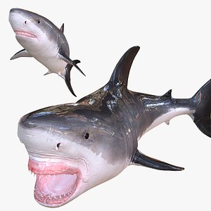 Rigged Bull Shark 3D Models With Enhanced License Tiers For Download ...