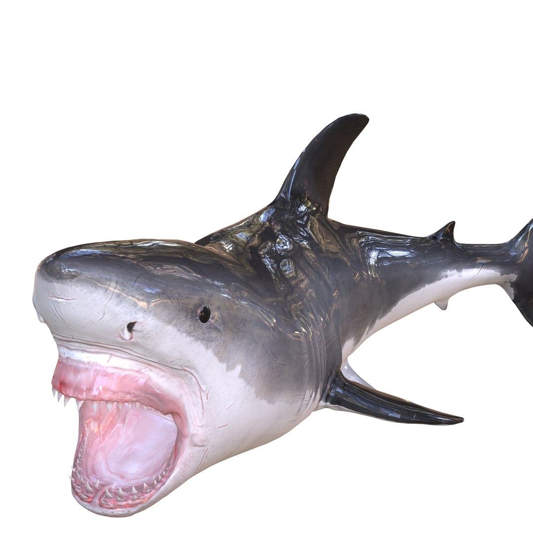 SHARK ANIMATED FISH 3D Model - TurboSquid 2381437