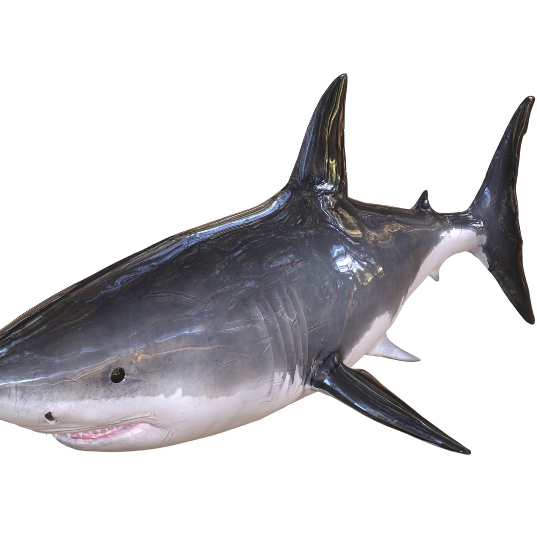 SHARK ANIMATED FISH 3D Model - TurboSquid 2381437