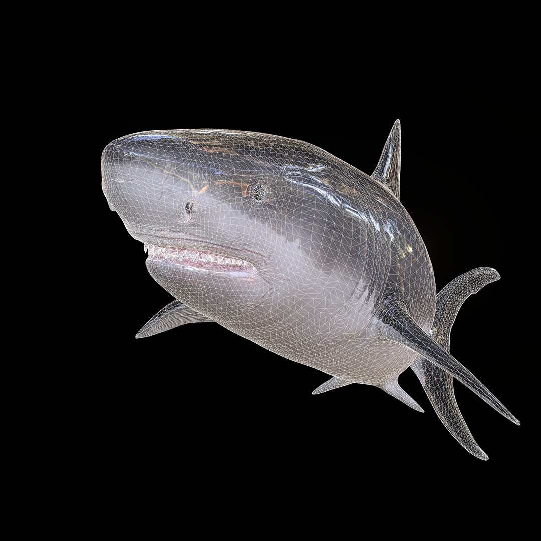 SHARK ANIMATED FISH 3D Model - TurboSquid 2381437