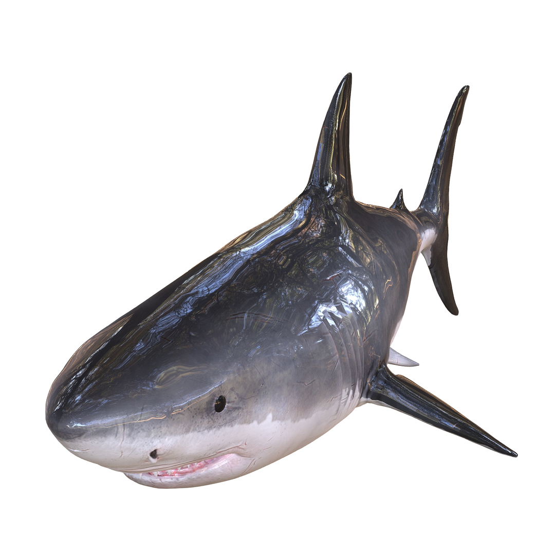 SHARK ANIMATED FISH 3D Model - TurboSquid 2381437