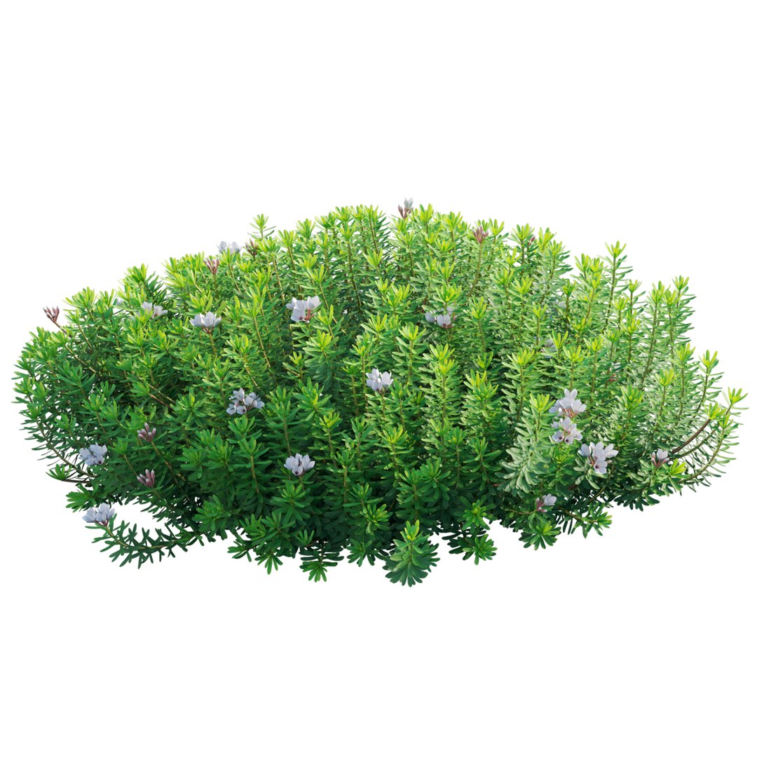 Daphne X Transatlantica Blafra - Eternal Fragrance 02 3D Model - TurboSquid 2402910