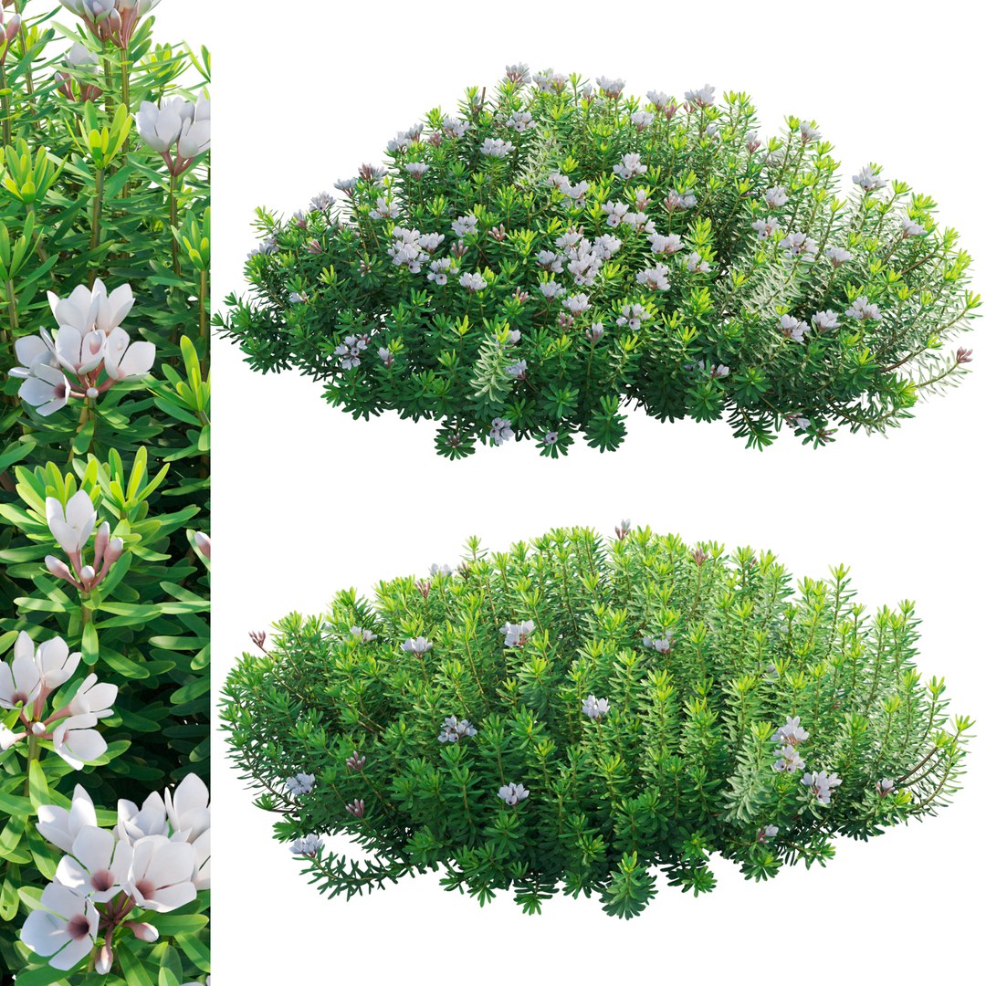 Daphne X Transatlantica Blafra - Eternal Fragrance 02 3D Model ...