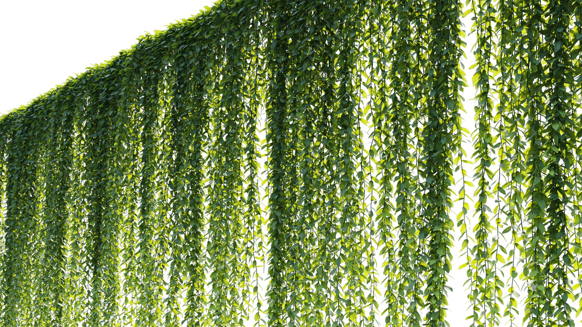 Curtain creeper Vernonia Elliptica 02 3D model - TurboSquid 1786035