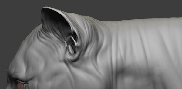 Fully Detailed Ocelot Cat Zbrush Sculpt 3D - TurboSquid 1842973