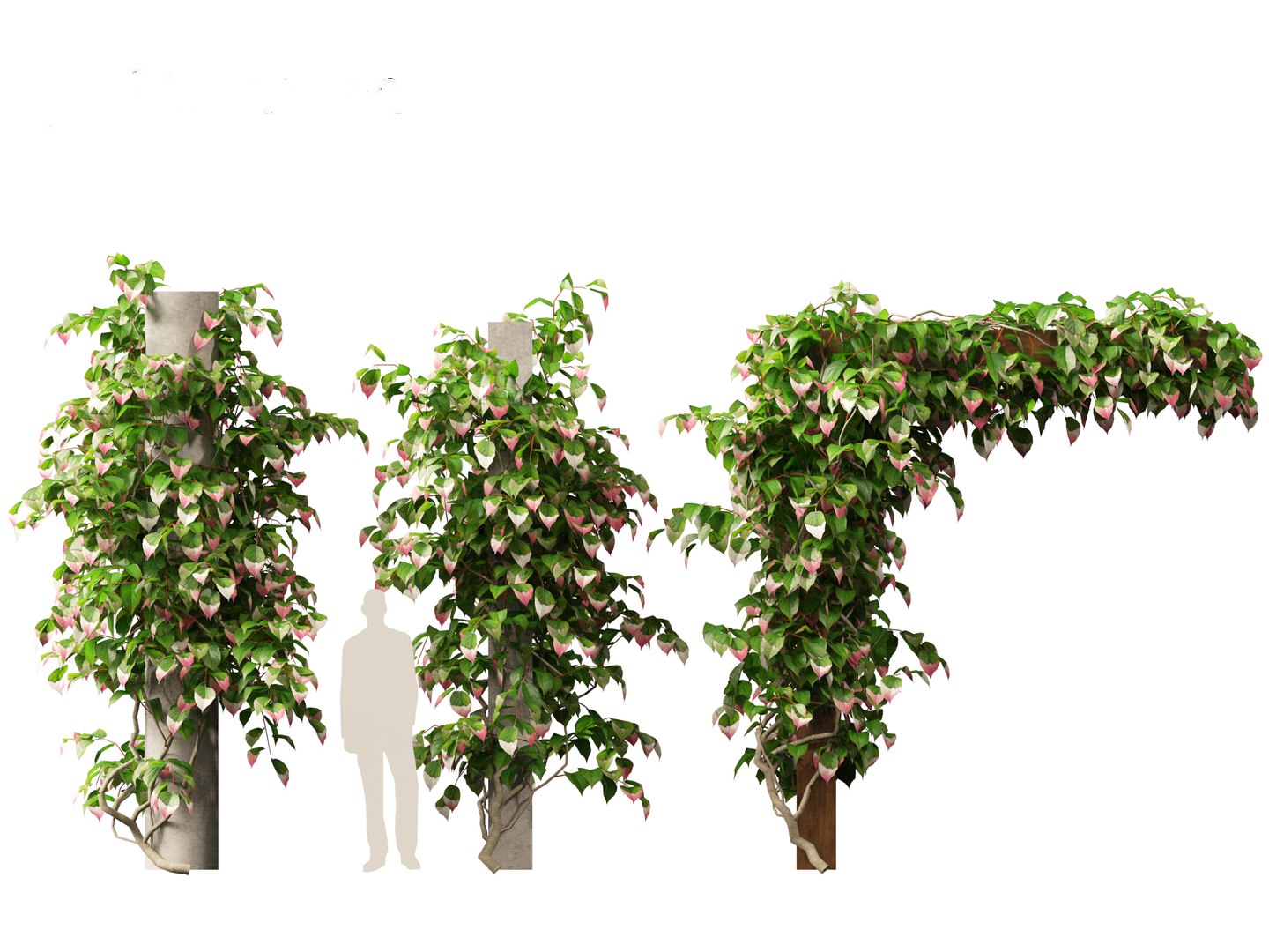Actinidia Kolomikta - Artic Kiwi 3D Model - TurboSquid 2182114