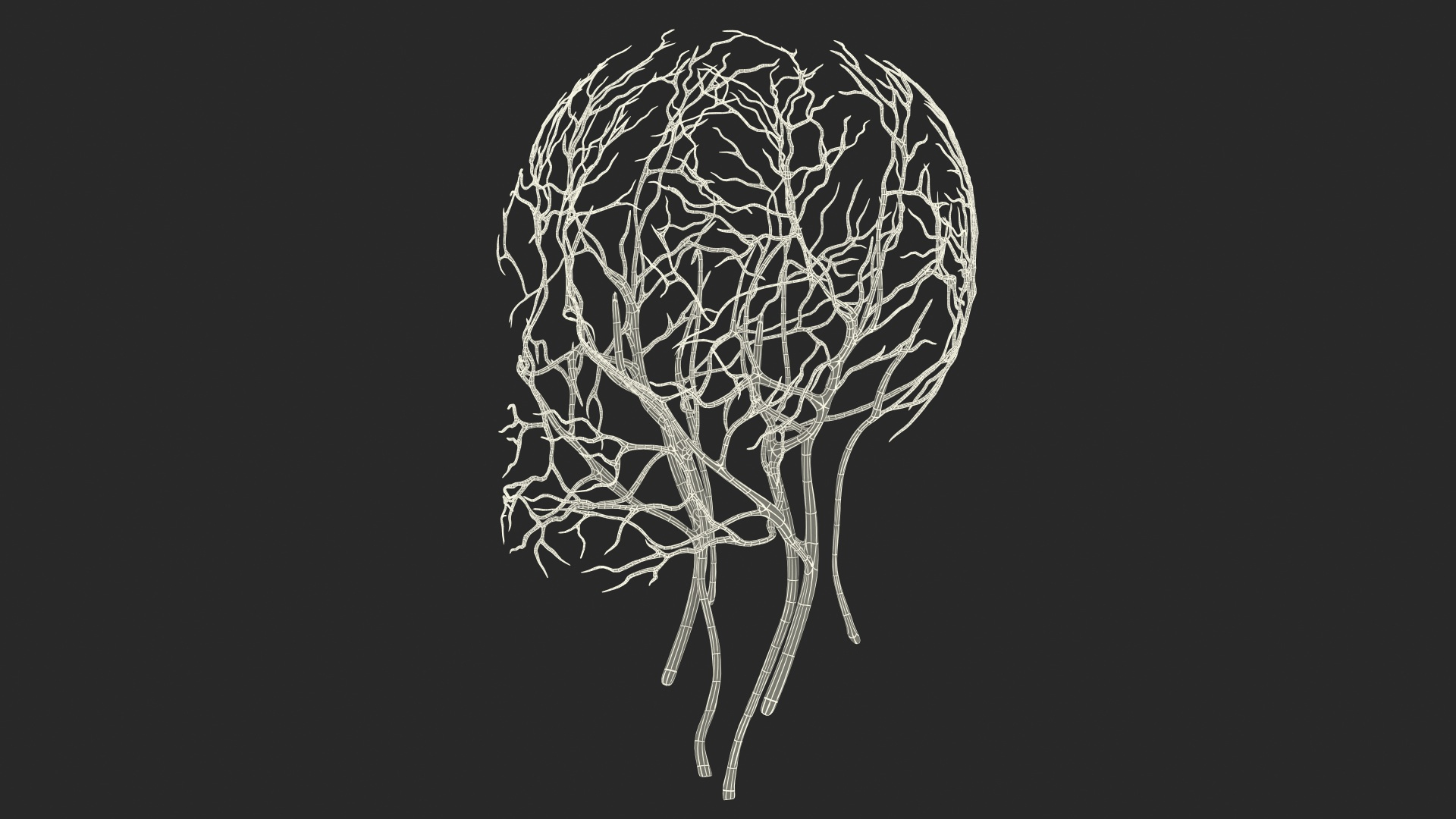 Human Head Anatomy Collection 3D - TurboSquid 1918454