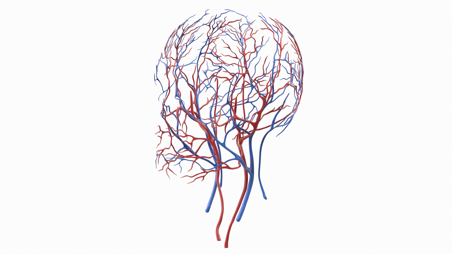 Human Head Anatomy Collection 3D - TurboSquid 1918454