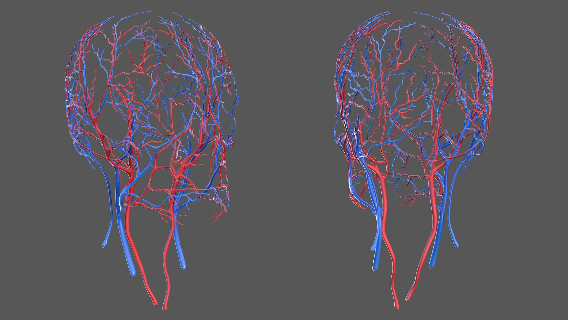 Human Head Anatomy Collection 3D - TurboSquid 1918454