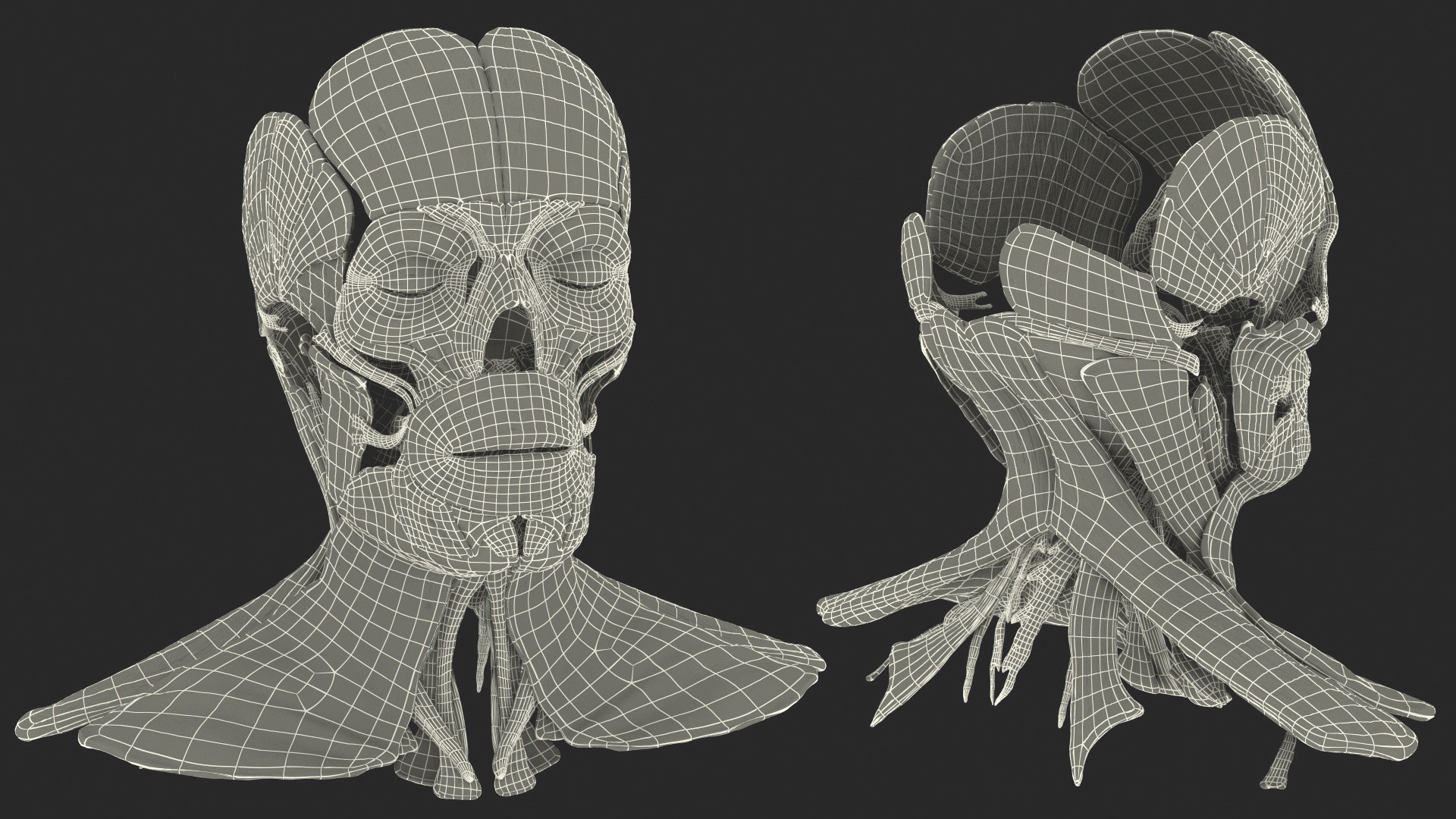 Human Head Anatomy Collection 3D - TurboSquid 1918454