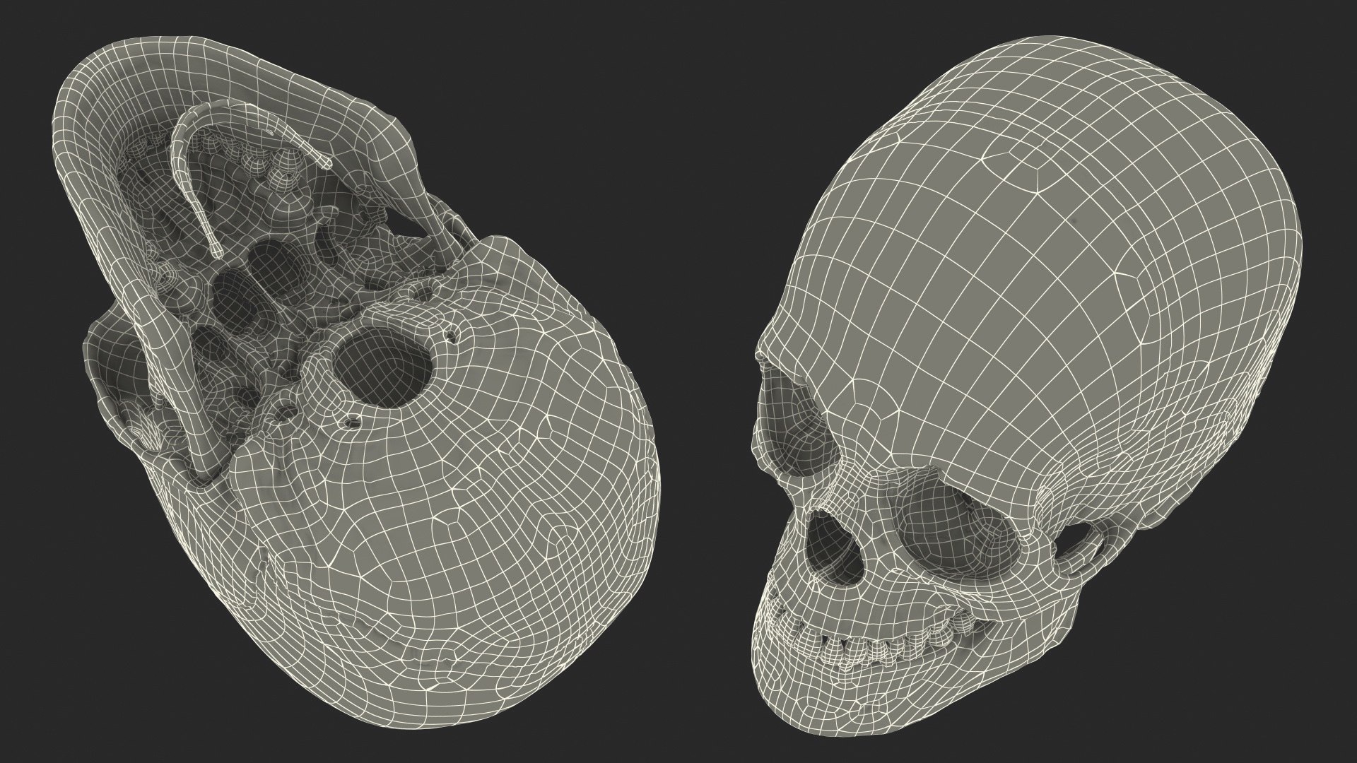 Human Head Anatomy Collection 3D - TurboSquid 1918454
