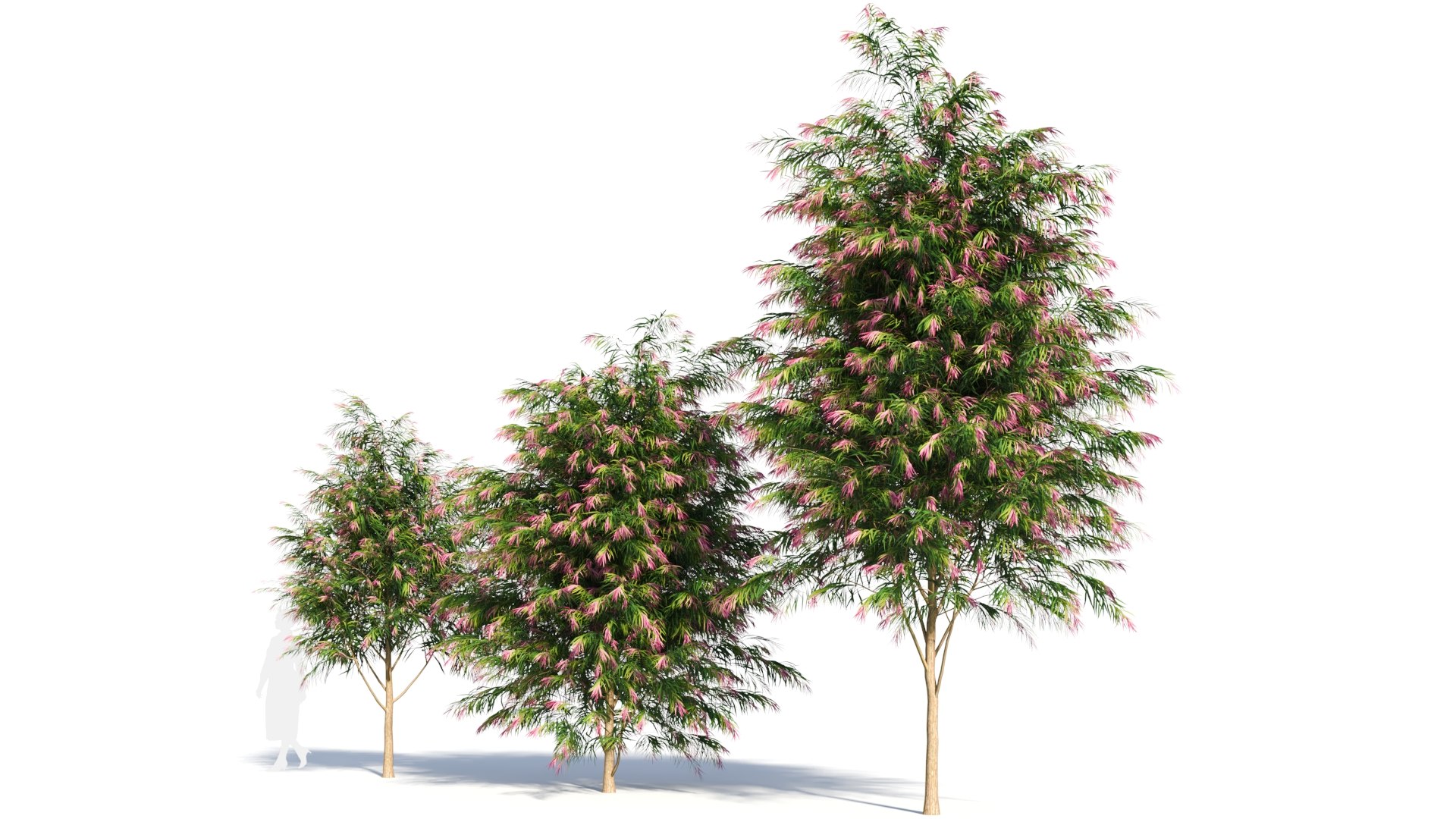Burgundy Myrtle Tree B 3D Model - TurboSquid 2130721