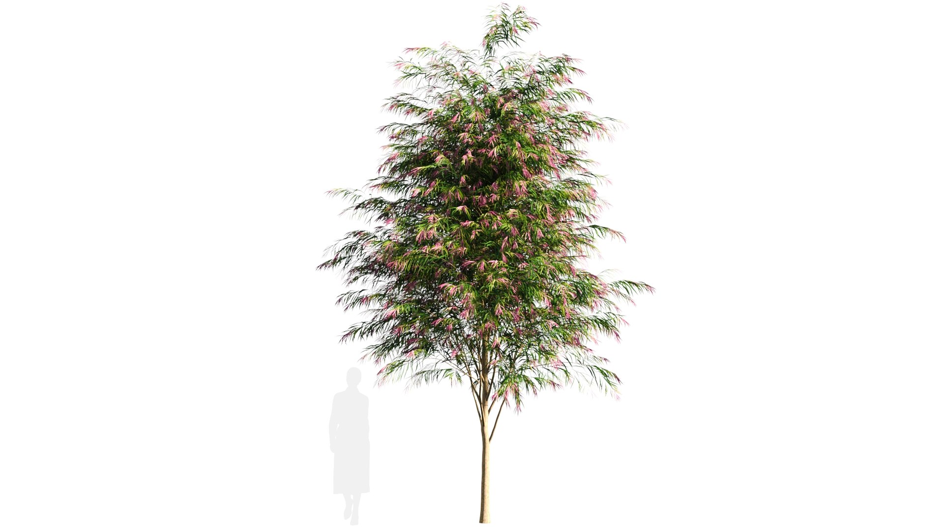 Burgundy Myrtle Tree B 3D Model - TurboSquid 2130721