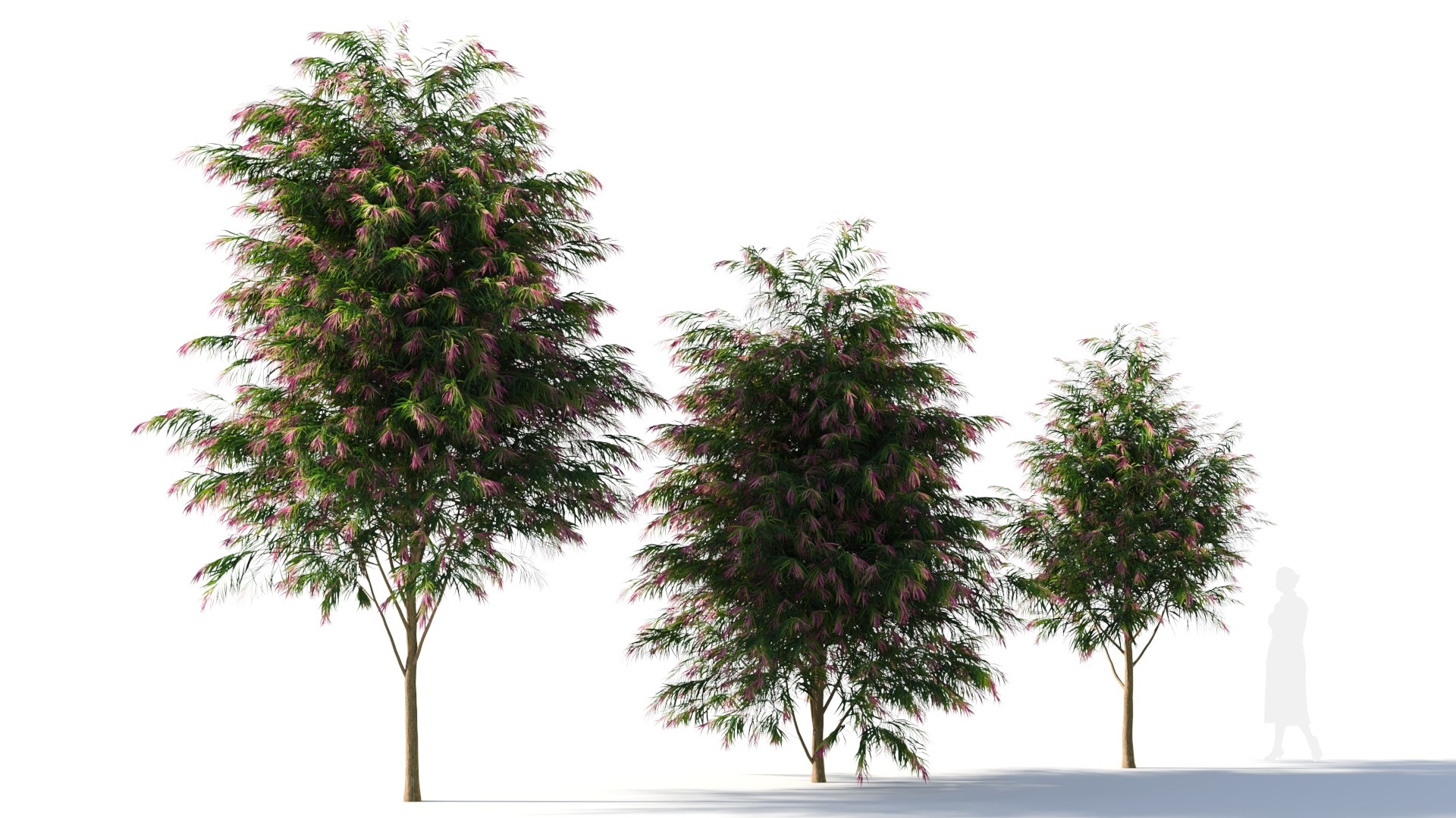 Burgundy Myrtle Tree B 3D Model - TurboSquid 2130721