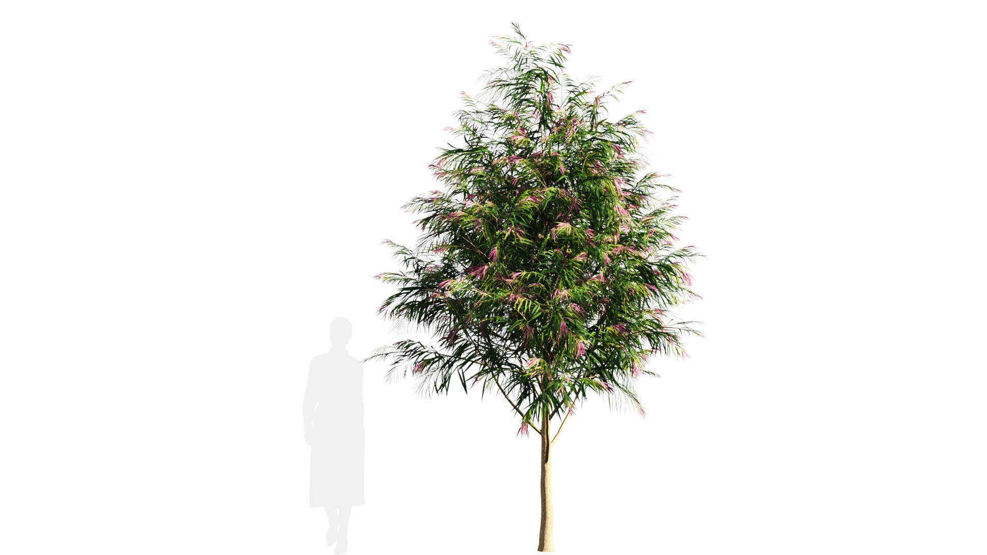 Burgundy Myrtle Tree B 3D Model - TurboSquid 2130721
