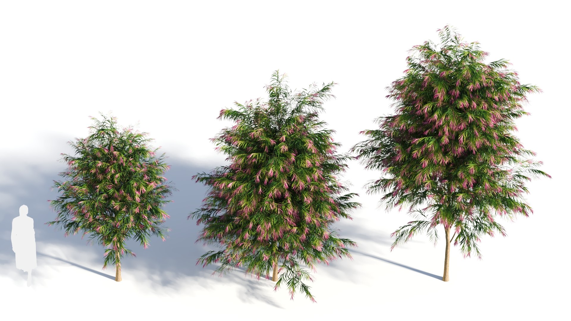 Burgundy Myrtle Tree B 3D Model - TurboSquid 2130721