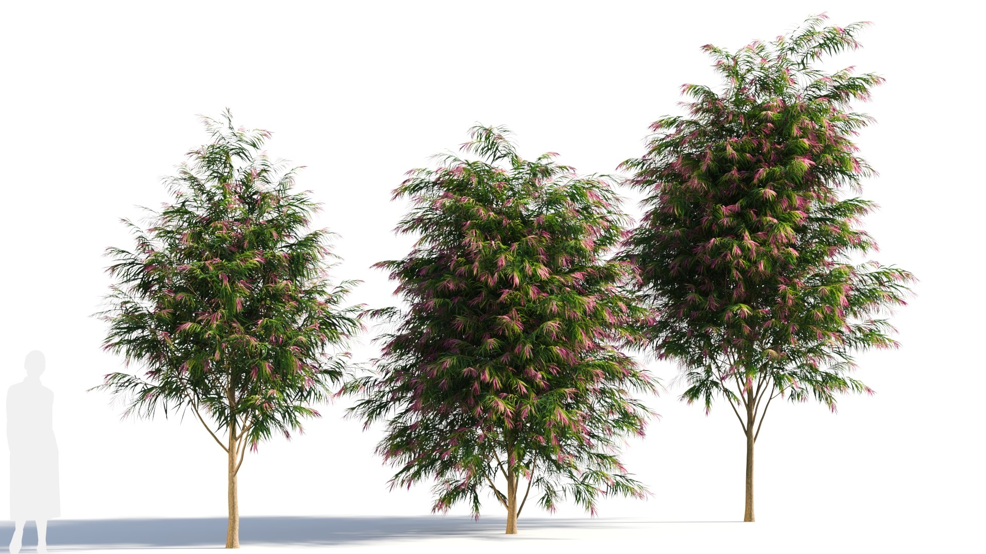 Burgundy Myrtle Tree B 3D Model - TurboSquid 2130721