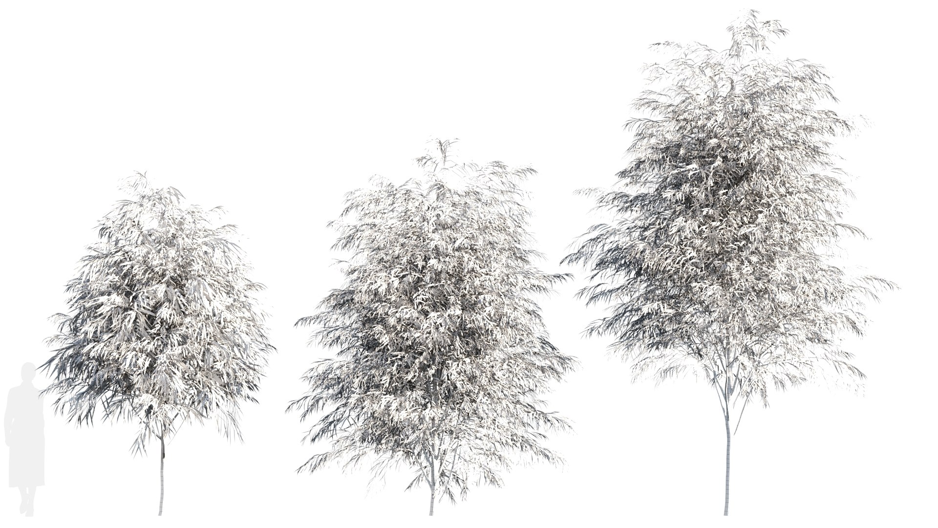 Burgundy Myrtle Tree B 3D Model - TurboSquid 2130721