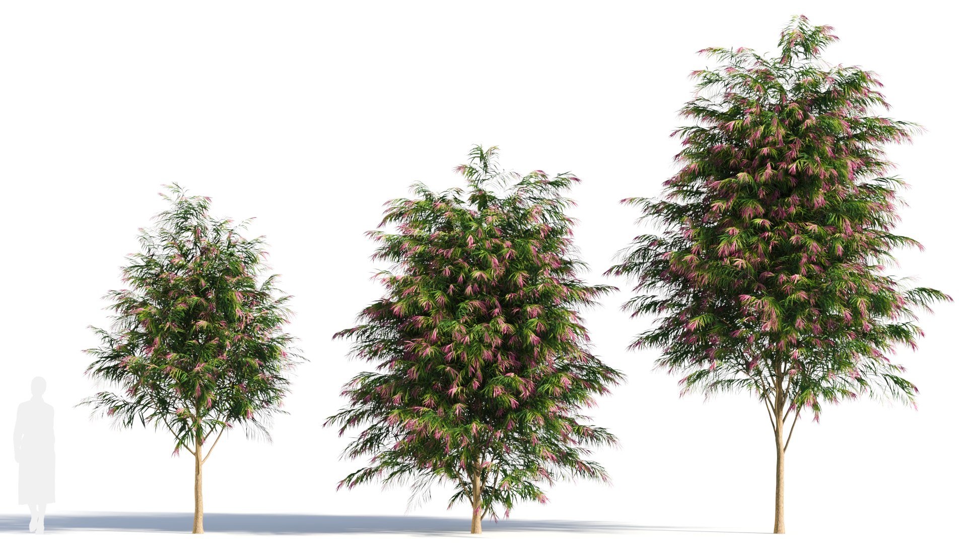 Burgundy Myrtle Tree B 3D Model - TurboSquid 2130721
