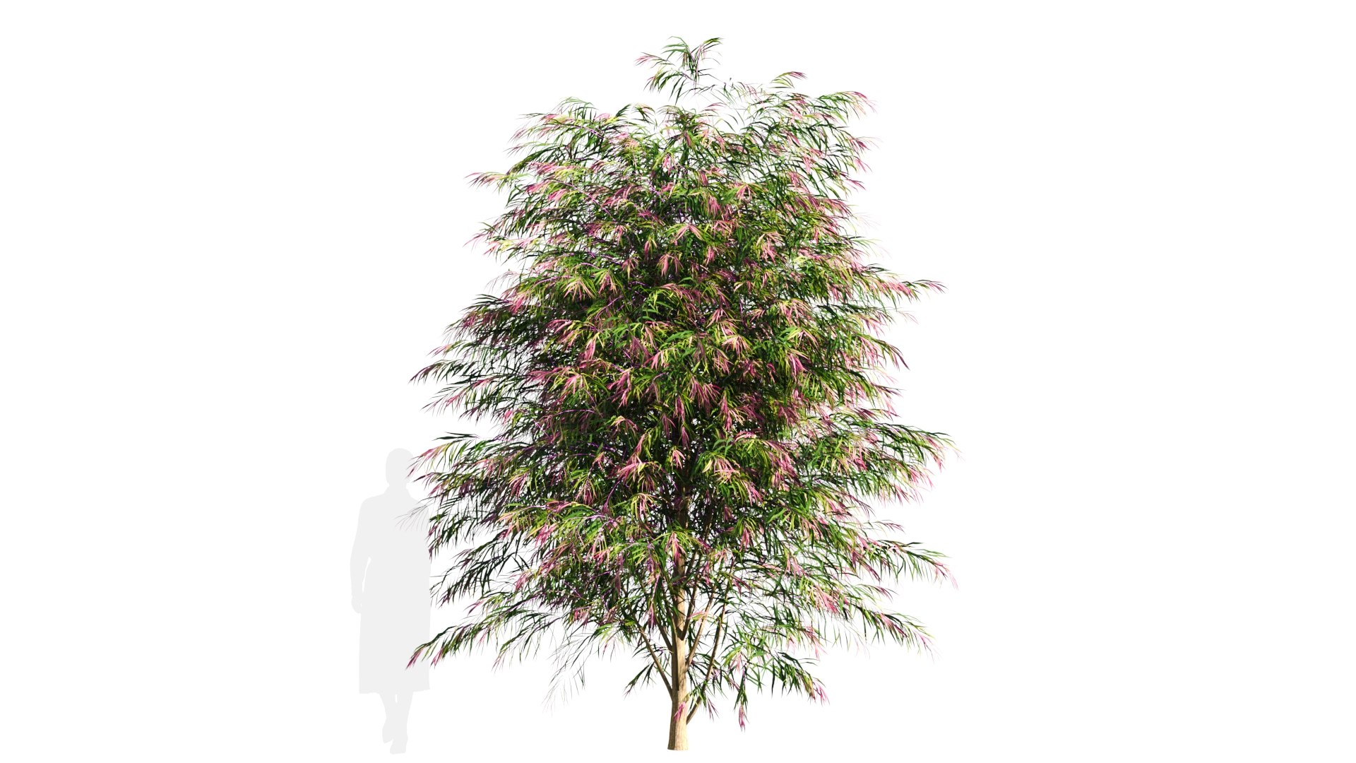 Burgundy Myrtle Tree B 3D Model - TurboSquid 2130721