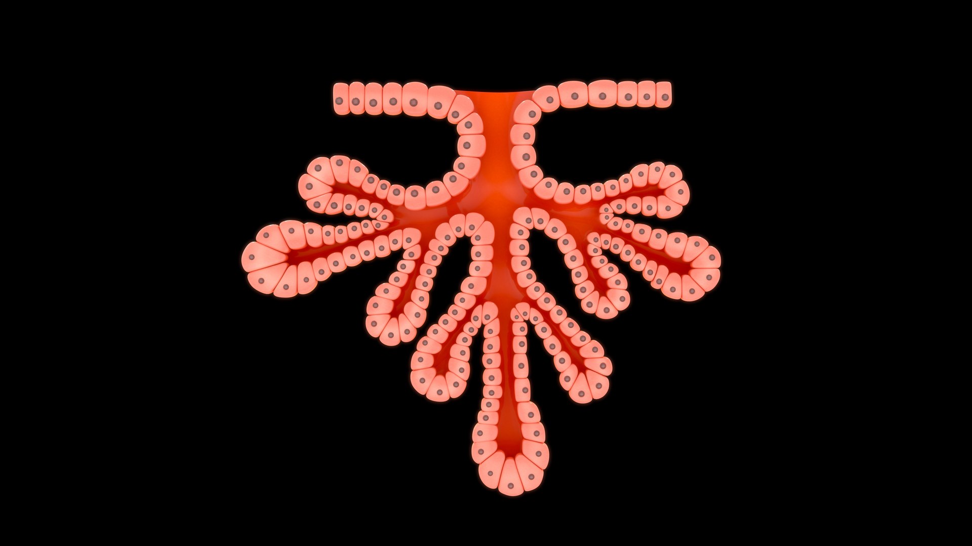3D Salivary Glands Model - TurboSquid 2187581