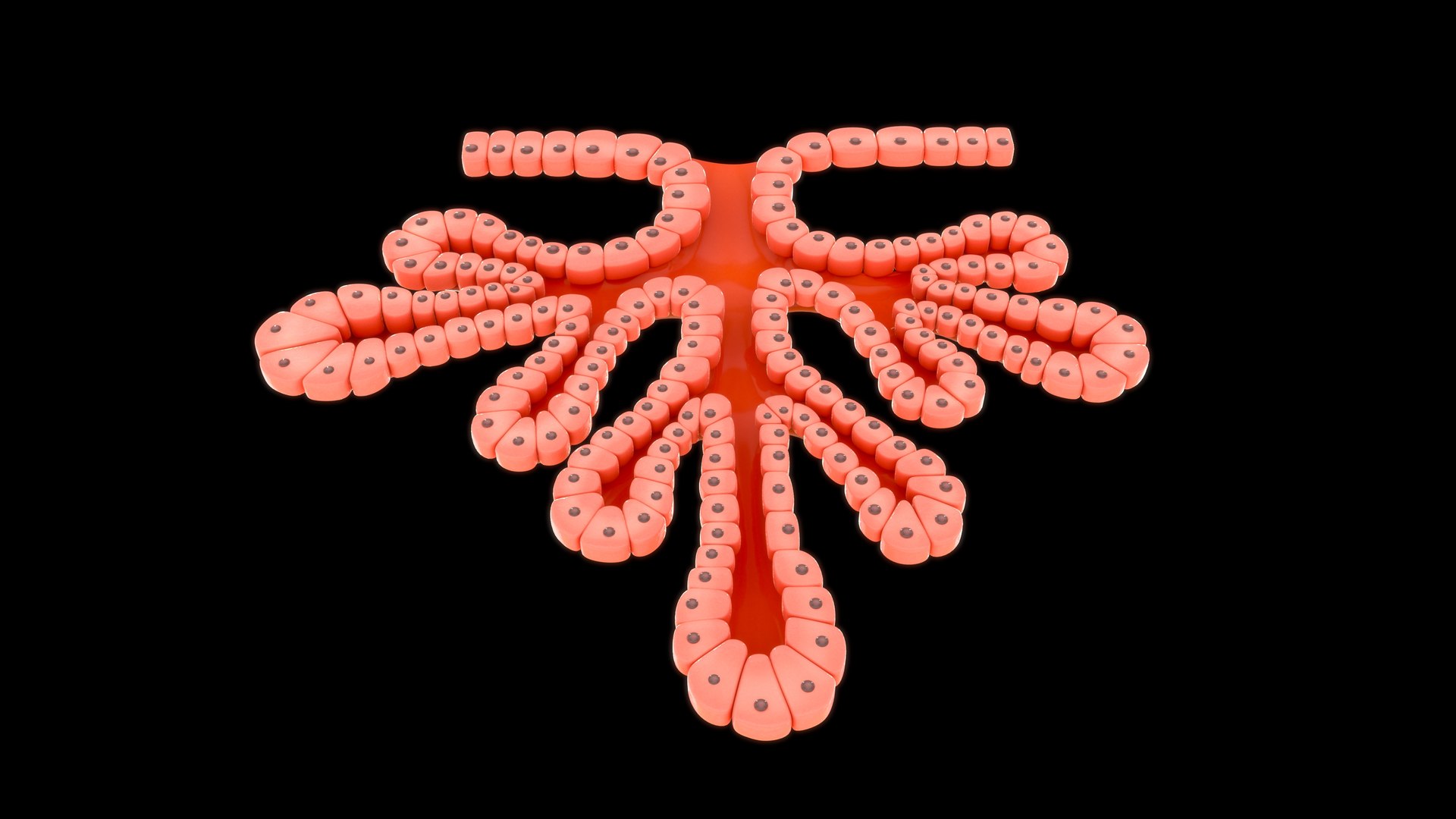 3D Salivary Glands Model - TurboSquid 2187581