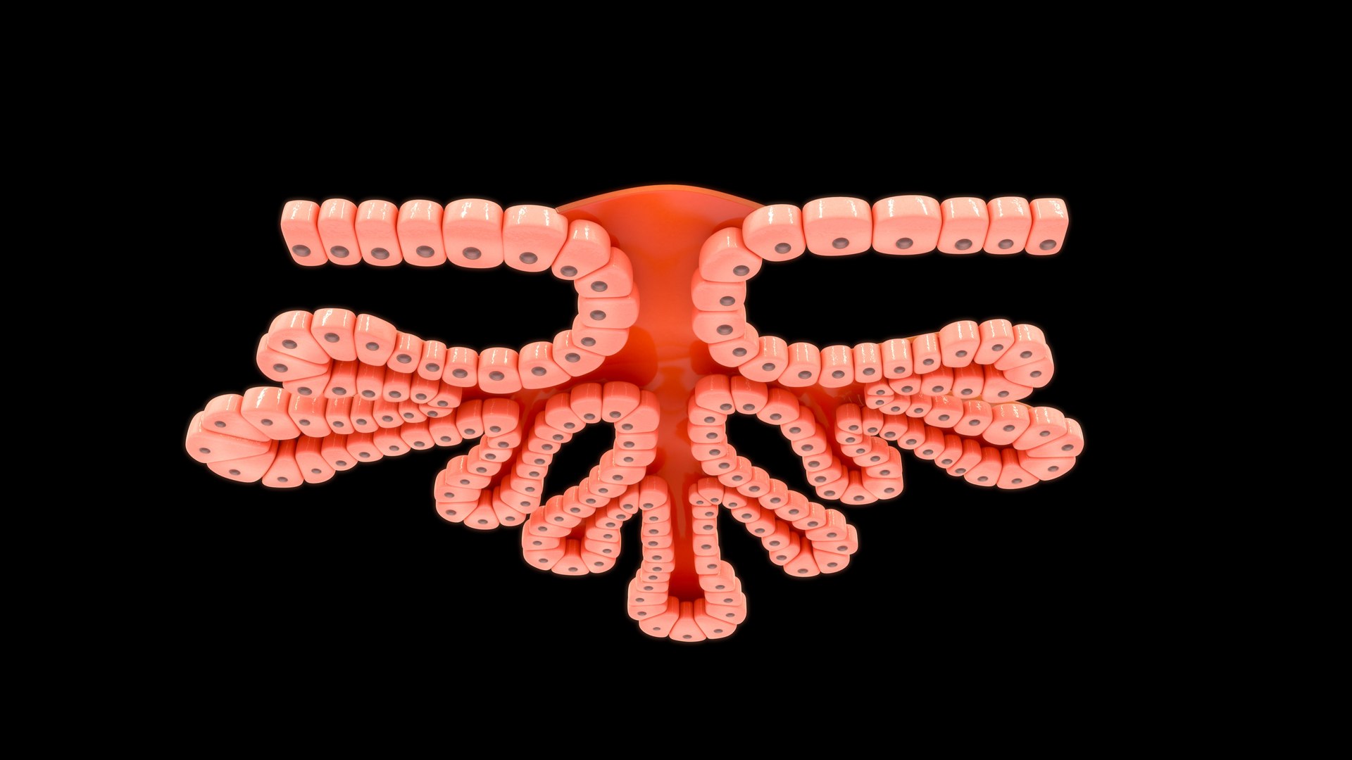3D Salivary Glands Model - TurboSquid 2187581